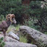 The Rocky Mountain National Park Safari Tour - Authentic Insights from Past Travelers