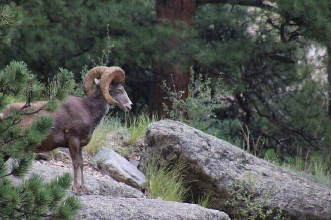 The Rocky Mountain National Park Safari Tour - Authentic Insights from Past Travelers