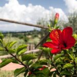 Think of a romantic meal in the Olive Trees shade, accompanied by Tuscan wines! - Strengths and Weaknesses