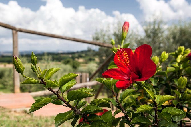Think of a romantic meal in the Olive Trees shade, accompanied by Tuscan wines! - Strengths and Weaknesses