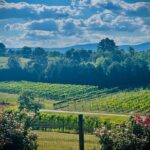 Three Vineyards Half Day Private Wine Tour From Asheville - Who Should Consider This Tour?