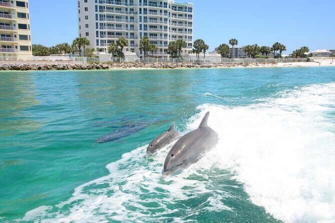 Thriller Speedboat Dolphin Tours in Destin Florida - The Itinerary in Detail
