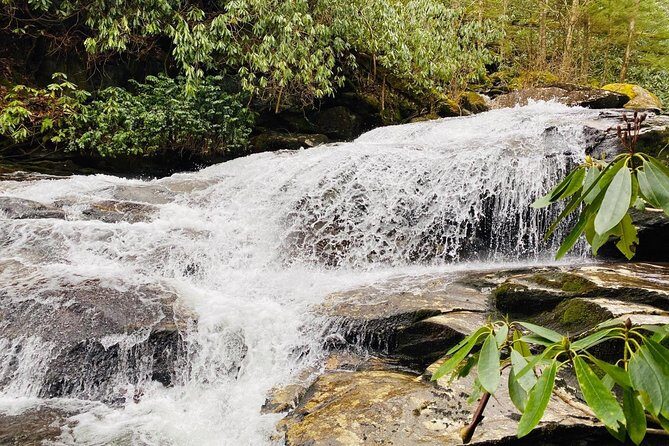 Thundering Streams and Falls of the Smokies Guided Hiking Tour - What Travelers Say