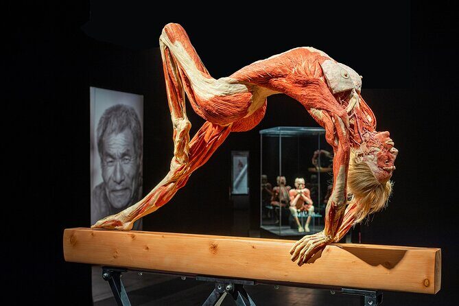 Ticket Expo Body Worlds in Bruges, Belgium - What to Expect During Your Visit
