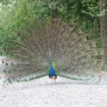 Ticket for Parco Ittico Paradiso at Zelo Buon Persico - FAQ: Your Questions About Parco Ittico Paradiso