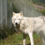 Tidewater: White Wolf Sanctuary Tour and Presentation - Up-Close with White Wolves