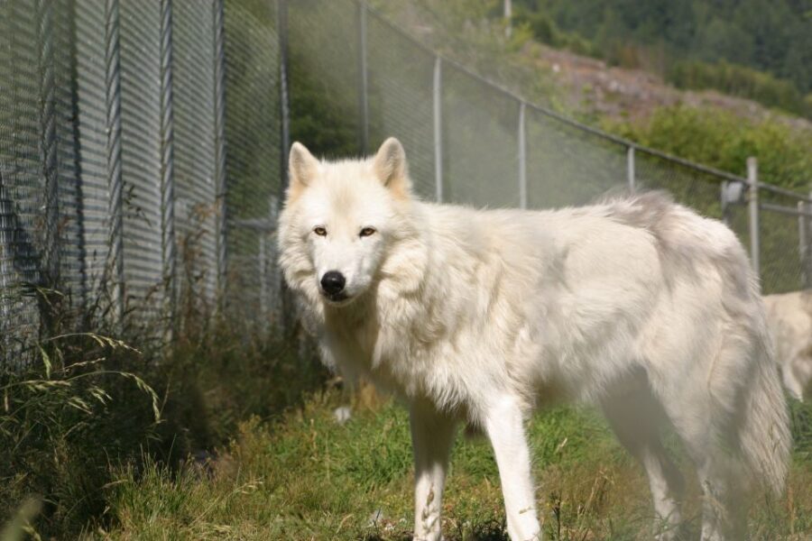 Tidewater: White Wolf Sanctuary Tour and Presentation - Up-Close with White Wolves