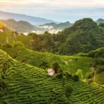 Tour in the Prosecco Hills Tour from Padua - FAQs