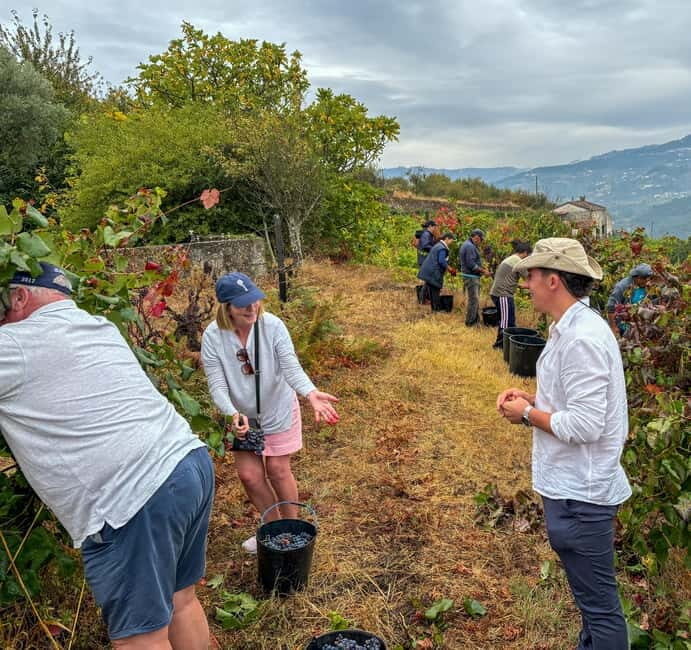 Tour Premium no Douro: Vinho, Cruzeiro e Comida Tradicional - Afternoon: River Cruise and Panoramic Views