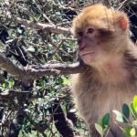 Tours of Gibraltar - STANDARD TOUR - Itinerary Breakdown