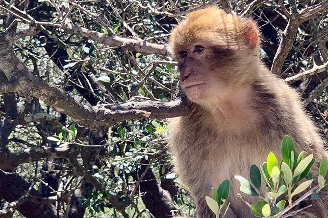 Tours of Gibraltar - STANDARD TOUR - Itinerary Breakdown