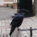 Tower of London Private Tour - Authentic Reviews & What People Say