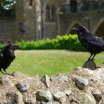 Tower of London Private Walking Tour - Tower Overview and Its Turbulent Past