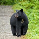 Traitors Cove Bear Viewing - The Experience: Authenticity Meets Adventure