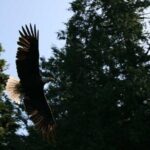 Traitors Cove Bear Viewing in Ketchikan, Alaska - Starting in Ketchikan: Setting the Scene