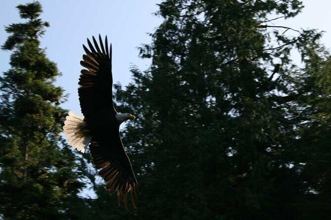 Traitors Cove Bear Viewing in Ketchikan, Alaska - Starting in Ketchikan: Setting the Scene
