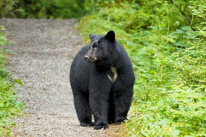 Traitors Cove Bear Viewing - The Experience: Authenticity Meets Adventure