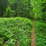 Transformative Forest Escape: Rebalance, Connect, Renew - The Value of This Forest Retreat