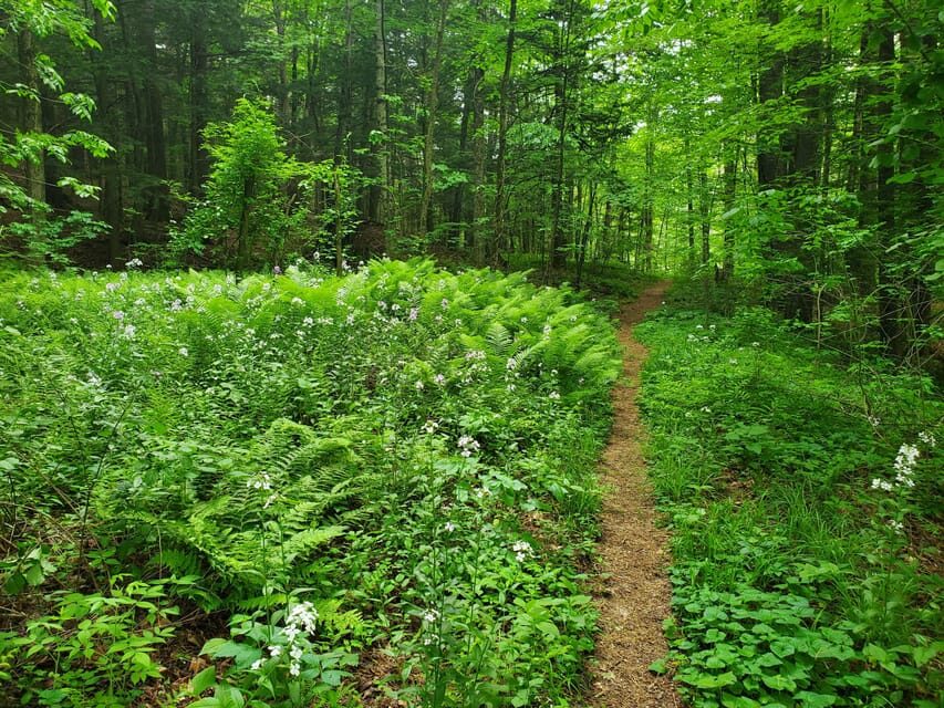 Transformative Forest Escape: Rebalance, Connect, Renew - The Value of This Forest Retreat