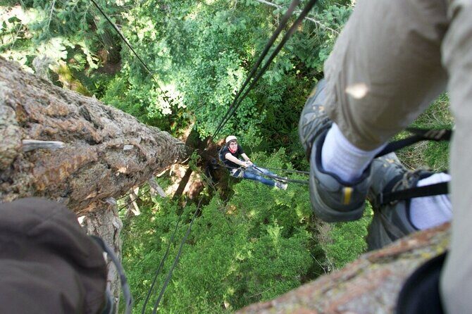 Tree Canopy Climbing on Lopez Island - Practical Details and Tips for Your Climb