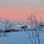 Tromso: Fjord Arctic Adventure Expedition - The Core Highlights and Their Value