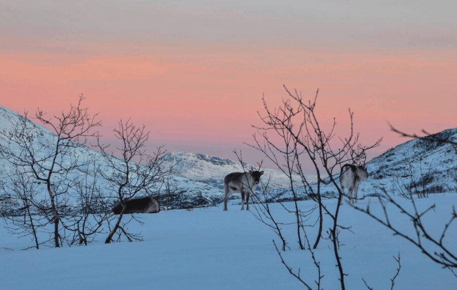 Tromso: Fjord Arctic Adventure Expedition - The Core Highlights and Their Value