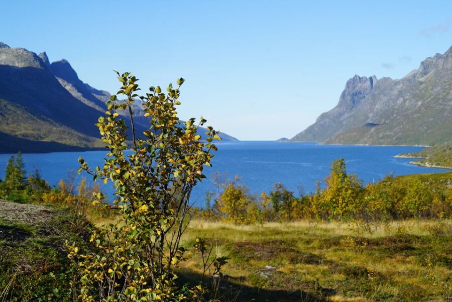 Tromsø: Fjord Sightseeing in a Tesla X Luxury Electric Car - Who Will Love This Tour?