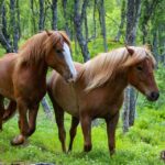 Tromsø: Lyngen Horse Summer Evening Riding Experience - Getting Ready and Safety First