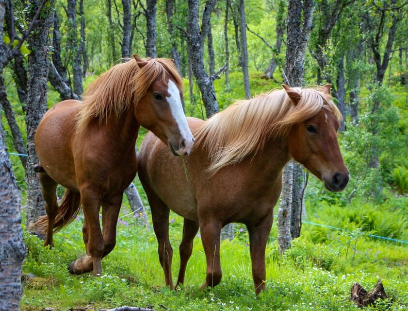 Tromsø: Lyngen Horse Summer Evening Riding Experience - Getting Ready and Safety First