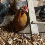 Tromsø: Norwegian farmvisit with guide - An In-Depth Look at the Tromsø Farm Visit Experience