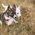 Tromsø: Puppy Training at the Husky Kennel with Lunch - A Day With Huskies: What to Expect