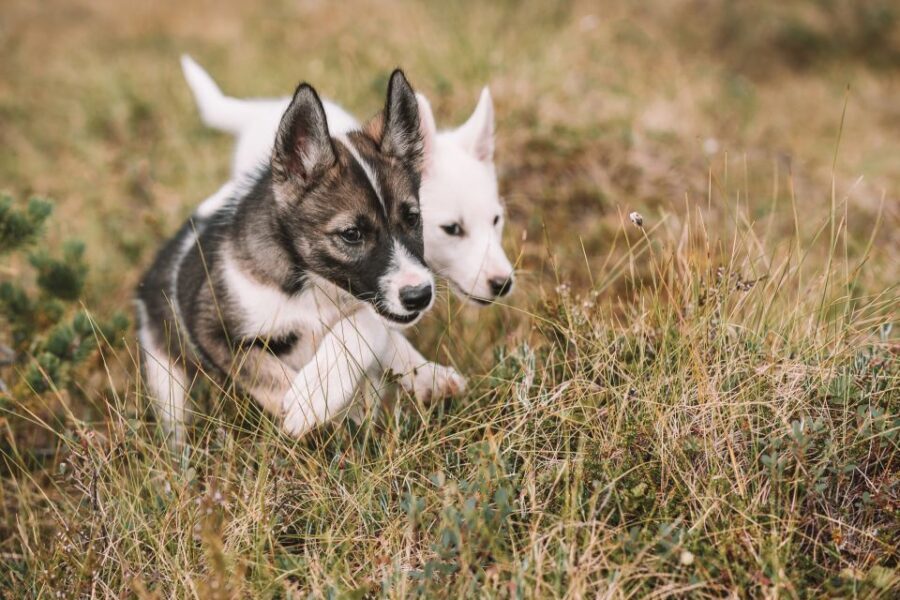 Tromsø: Puppy Training at the Husky Kennel with Lunch - A Day With Huskies: What to Expect