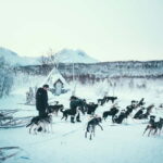 Tromsø: Self-Drive Husky Dog Sledding Adventure - Who Will Love This Tour?