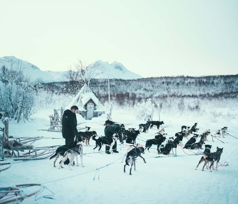 Tromsø: Self-Drive Husky Dog Sledding Adventure - Who Will Love This Tour?