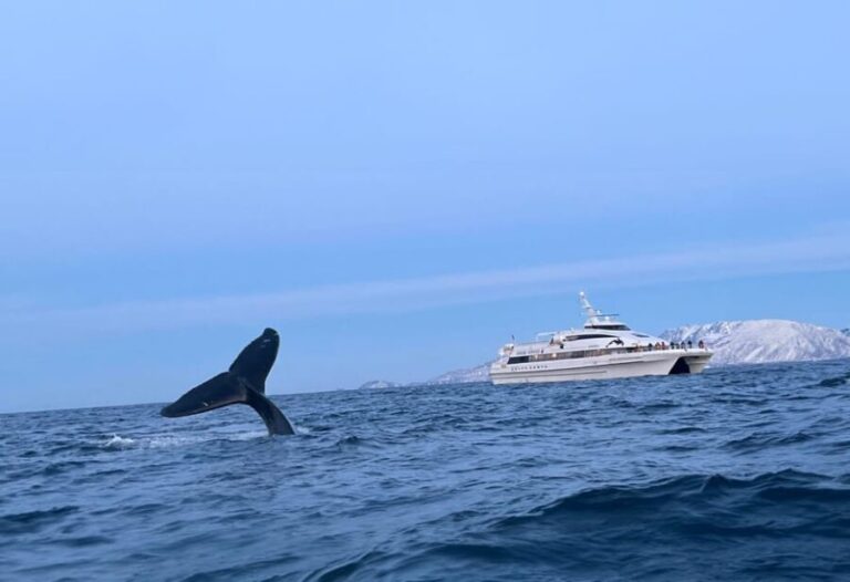 Tromsø Whale Safari with MS Gabriele - Weather and Cancellation Policy