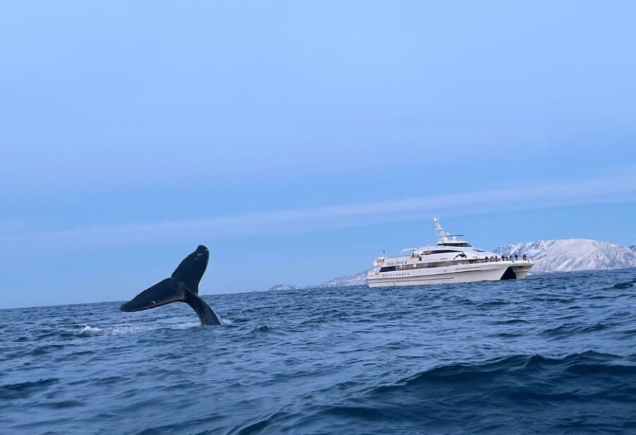 Tromsø Whale Safari with MS Gabriele - Weather and Cancellation Policy