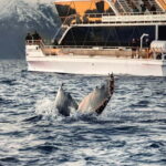 Tromsø: Whale Watching Tour by Hybrid-Electric Boat - The Itinerary and What It Means for You