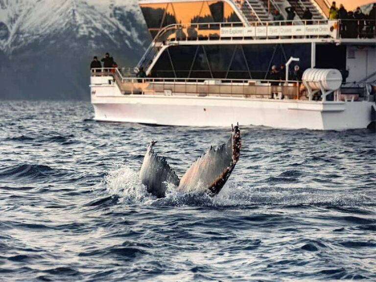 Tromsø: Whale Watching Tour by Hybrid-Electric Boat - The Itinerary and What It Means for You