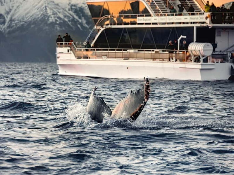 Tromsø: Whale Watching Tour by Hybrid-Electric Boat - The Itinerary and What It Means for You
