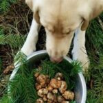 Truffle Forage and Feast - Key Points: