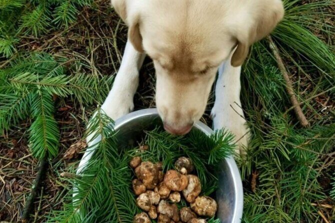Truffle Forage and Feast - Key Points: