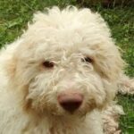 Truffle hunting and lunch experience in a restaurant - Transportation, Timing, and Group Size