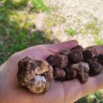 Truffle hunting in the Sicani mountains: a unique experience in Sicily - Authenticity and Customer Feedback