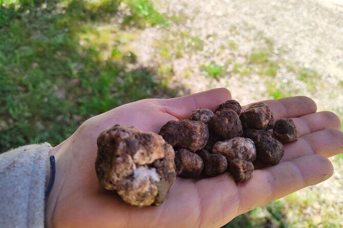 Truffle hunting in the Sicani mountains: a unique experience in Sicily - Authenticity and Customer Feedback