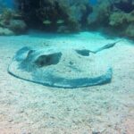 Try Scuba Diving with Professional Scuba Instructor - FAQs