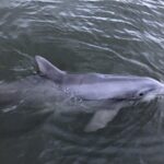 Tubing and Dolphins with Up to 12 Guests - What Travelers Say (Based on reviews)
