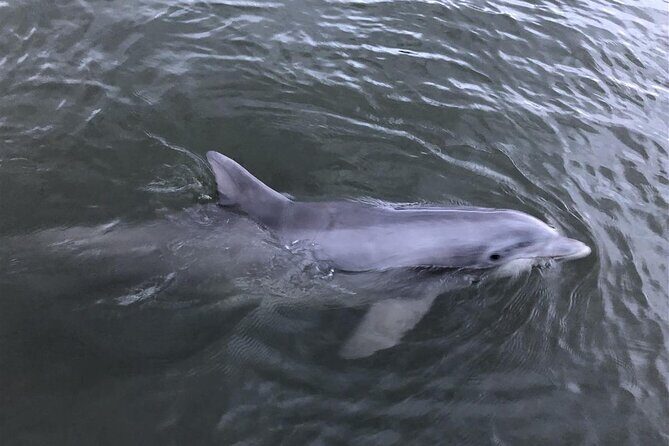 Tubing and Dolphins with Up to 12 Guests - What Travelers Say (Based on reviews)