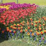 Tulip Festival and Skagit Valley Tour - FAQ