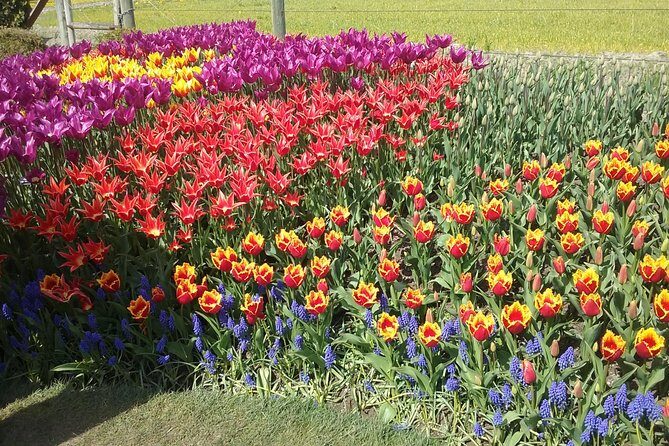 Tulip Festival and Skagit Valley Tour - FAQ
