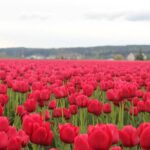 Tulip Festival at Skagit Valley ,La Conner and Deception Pass - Deception Pass: Nature’s Drama